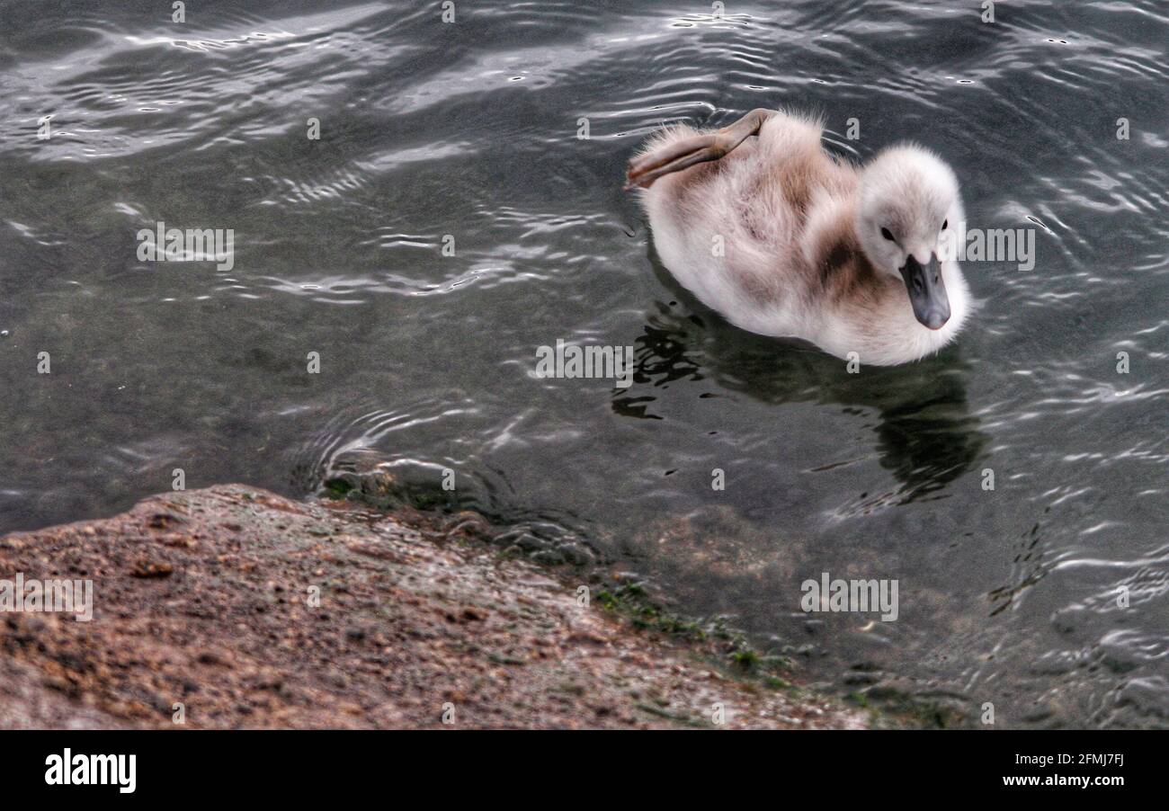Swan carrying its young on her back Stock Photo - Alamy