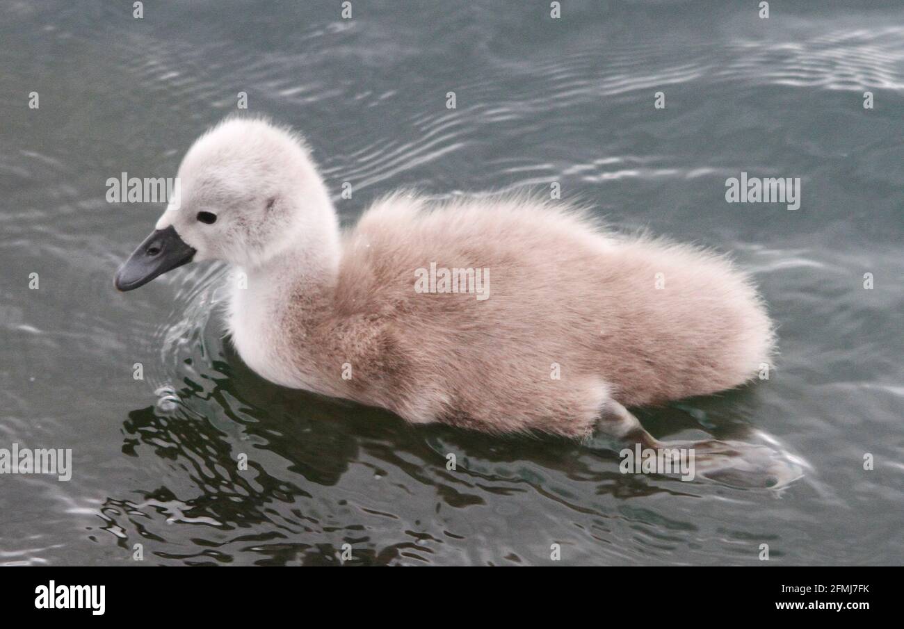 Swan carrying its young on her back Stock Photo - Alamy