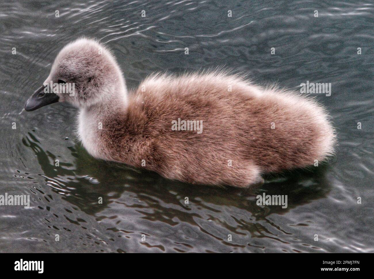 Swan carrying its young on her back Stock Photo - Alamy