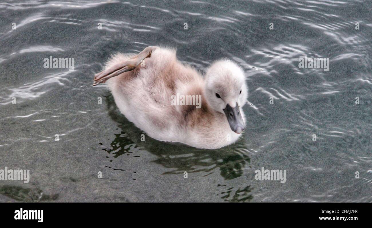 Swan carrying its young on her back Stock Photo - Alamy