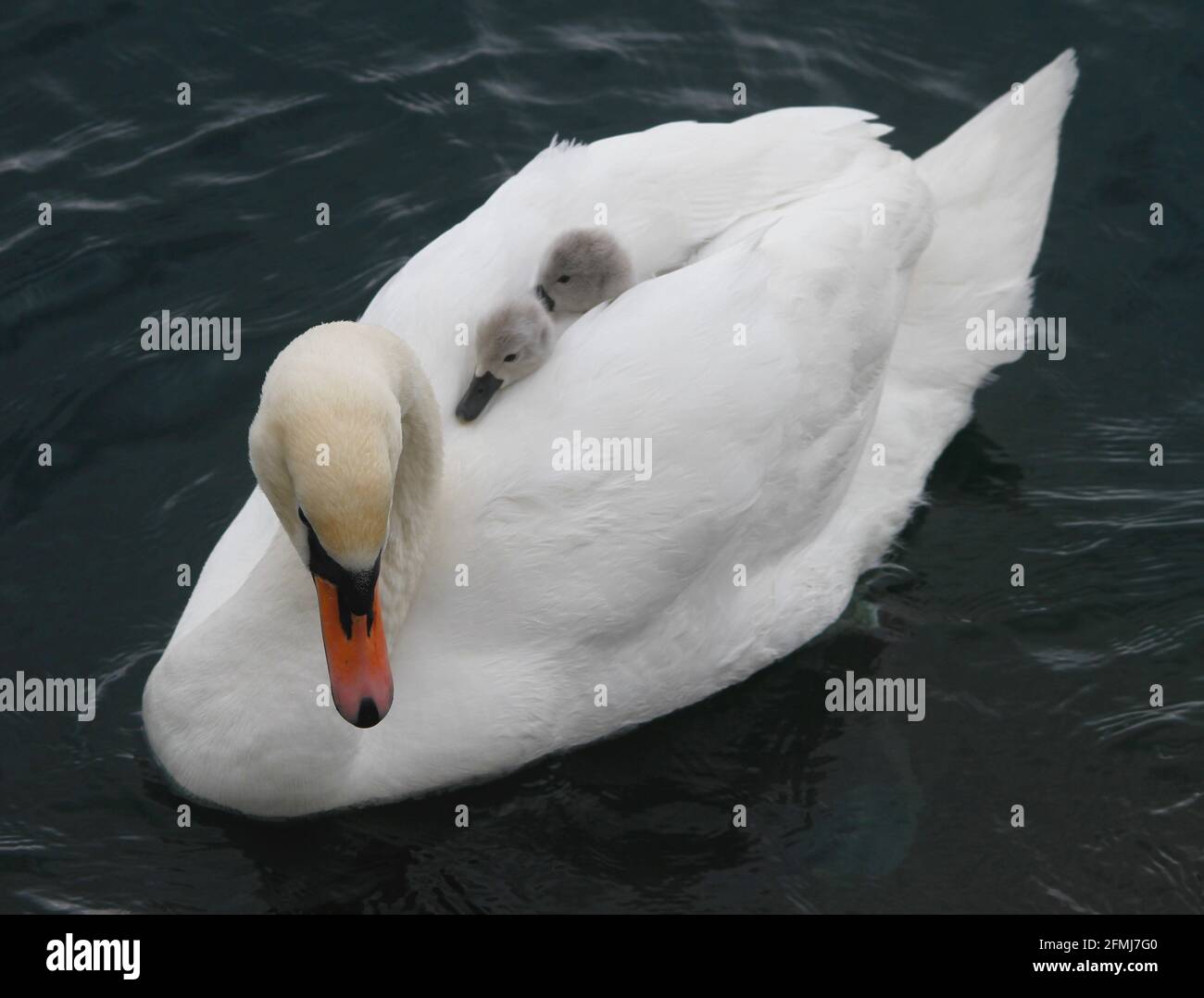 Swan carrying its young on her back Stock Photo - Alamy