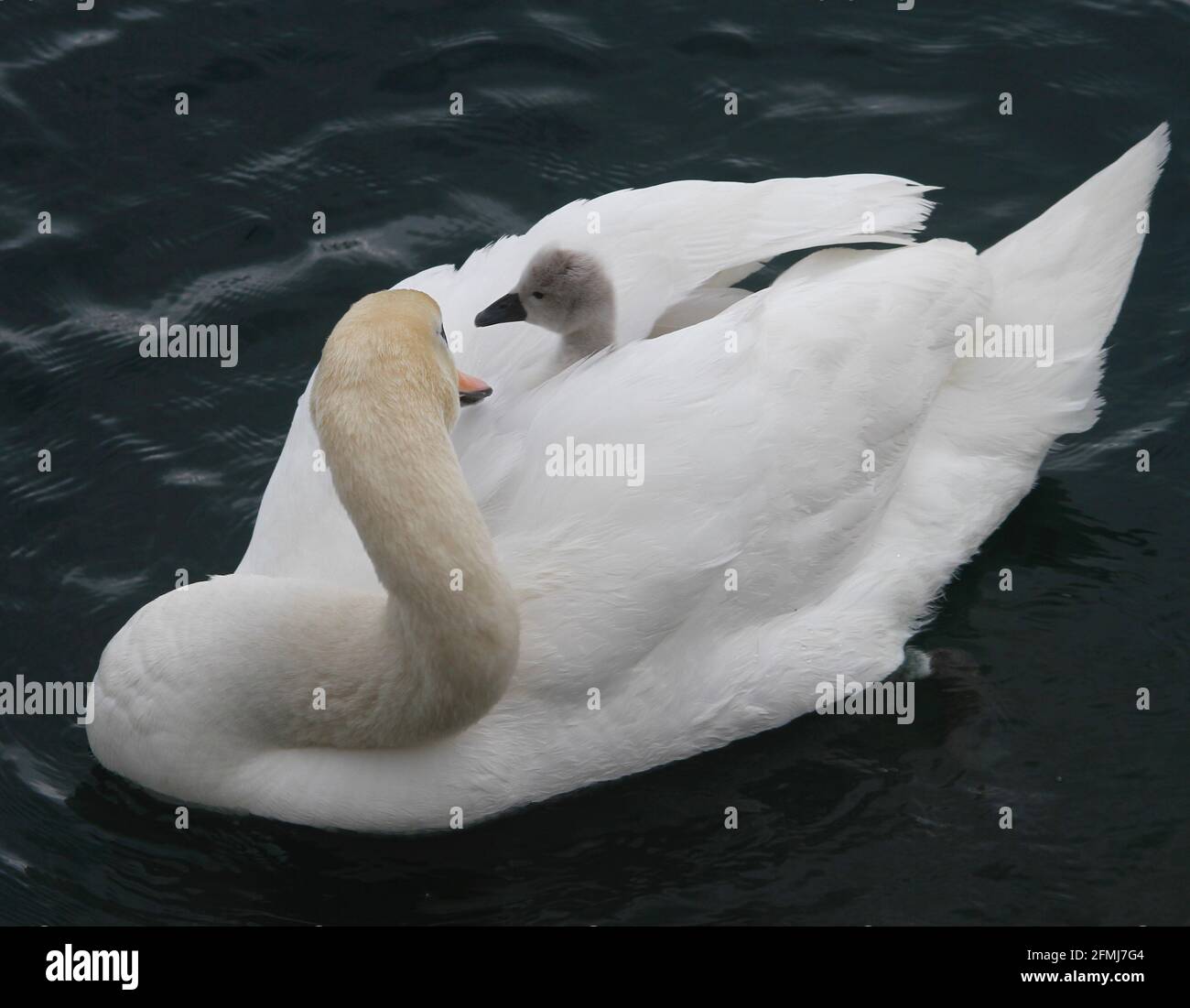 Swan carrying its young on her back Stock Photo - Alamy