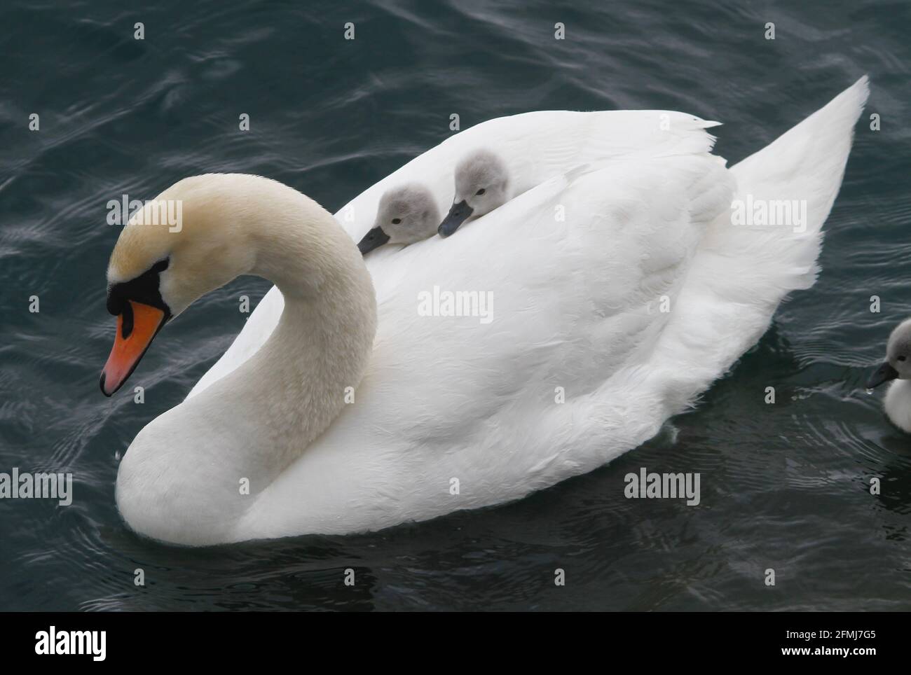Mother swan carrying her babies on her back hi-res stock photography ...