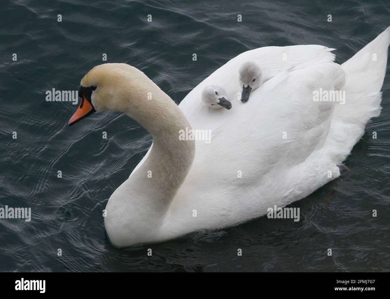 Swan carrying its young on her back Stock Photo - Alamy
