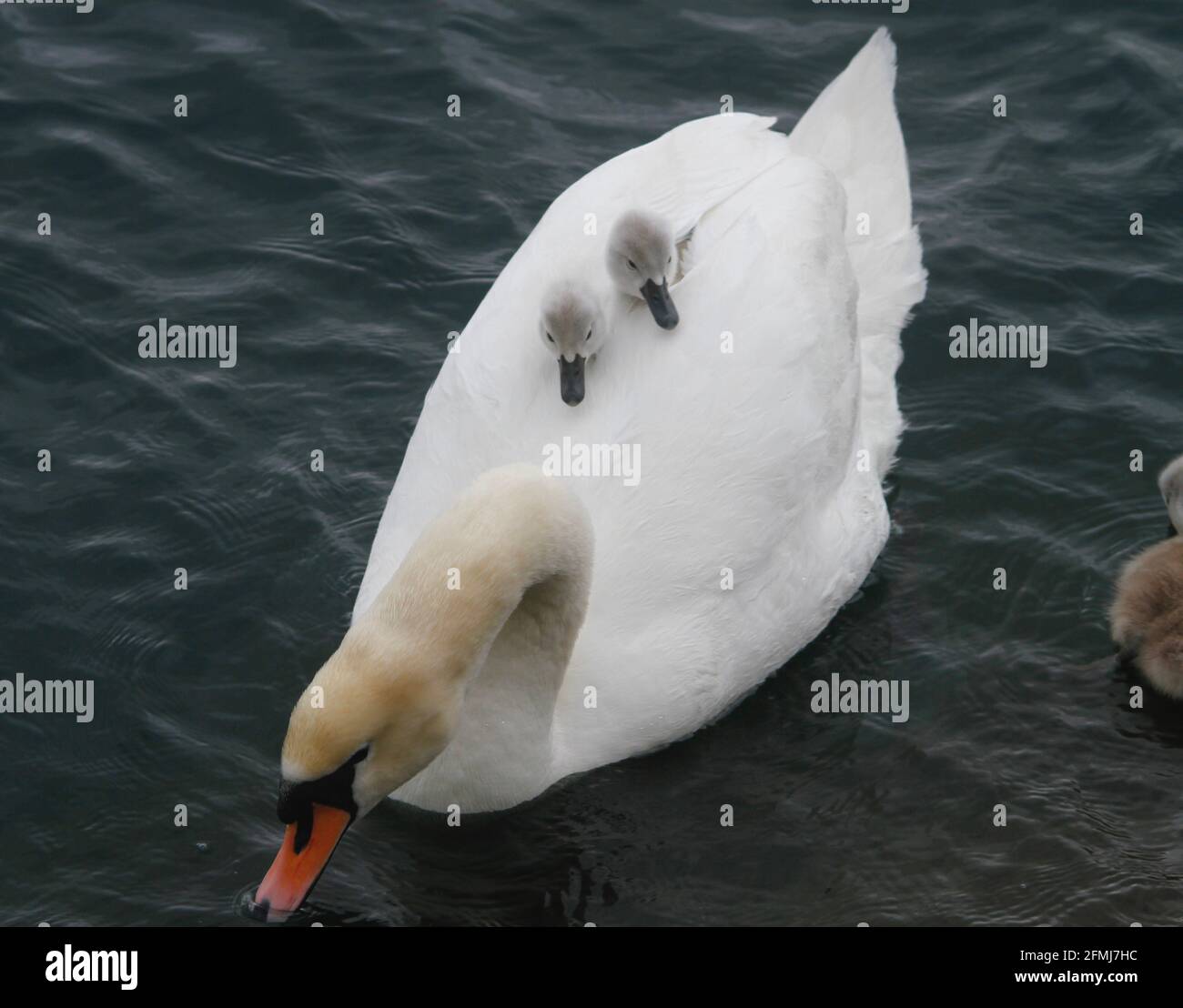 Swan carrying its young on her back Stock Photo - Alamy
