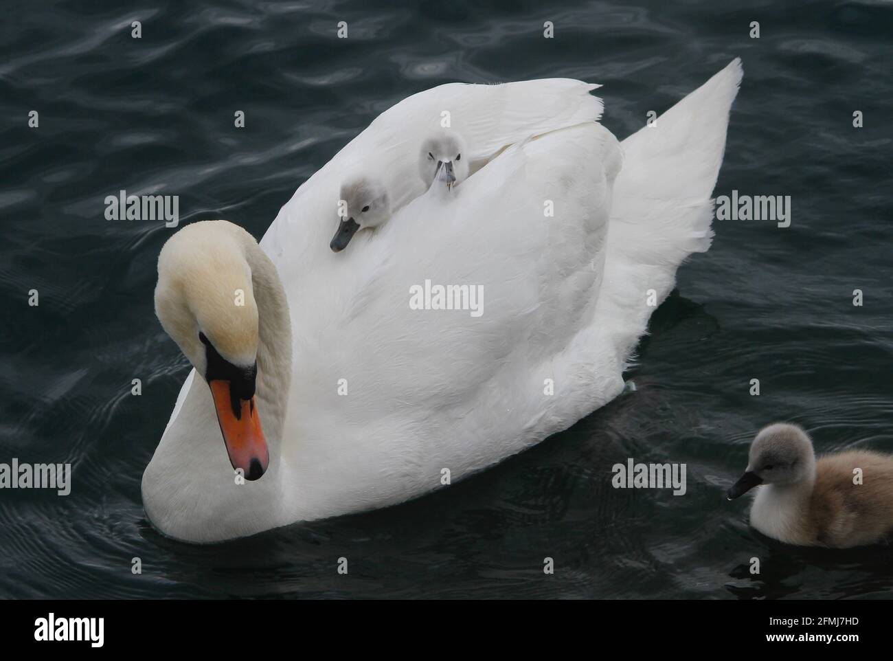 Swan carrying its young on her back Stock Photo - Alamy