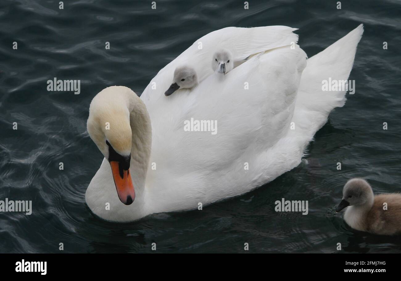 Swan carrying its young on her back Stock Photo - Alamy