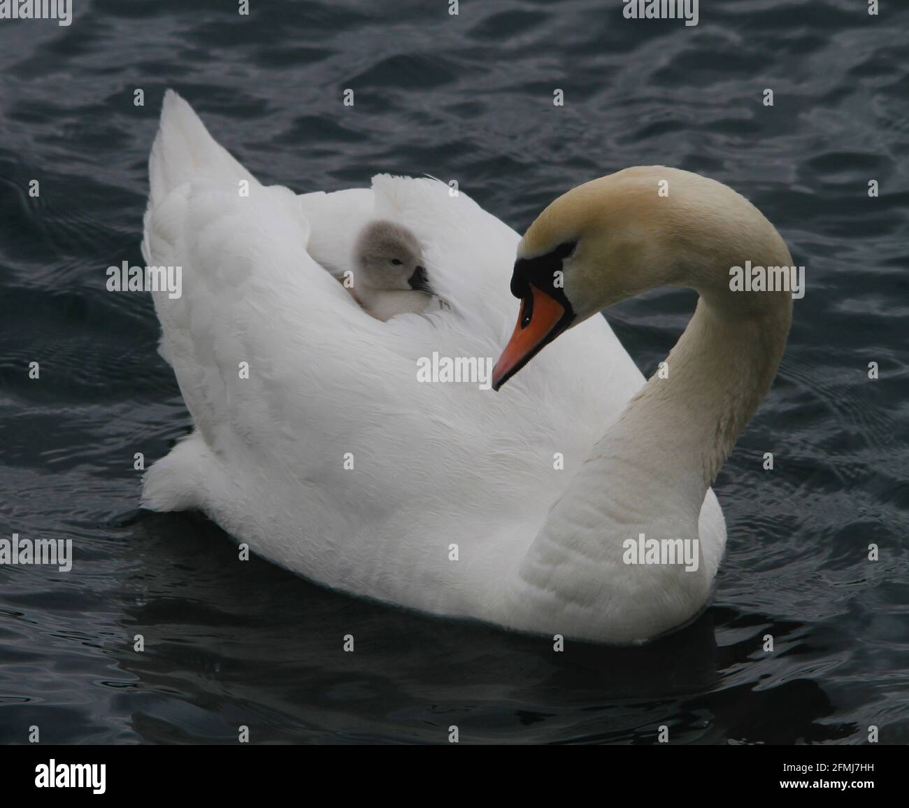 Swan carrying its young on her back Stock Photo - Alamy