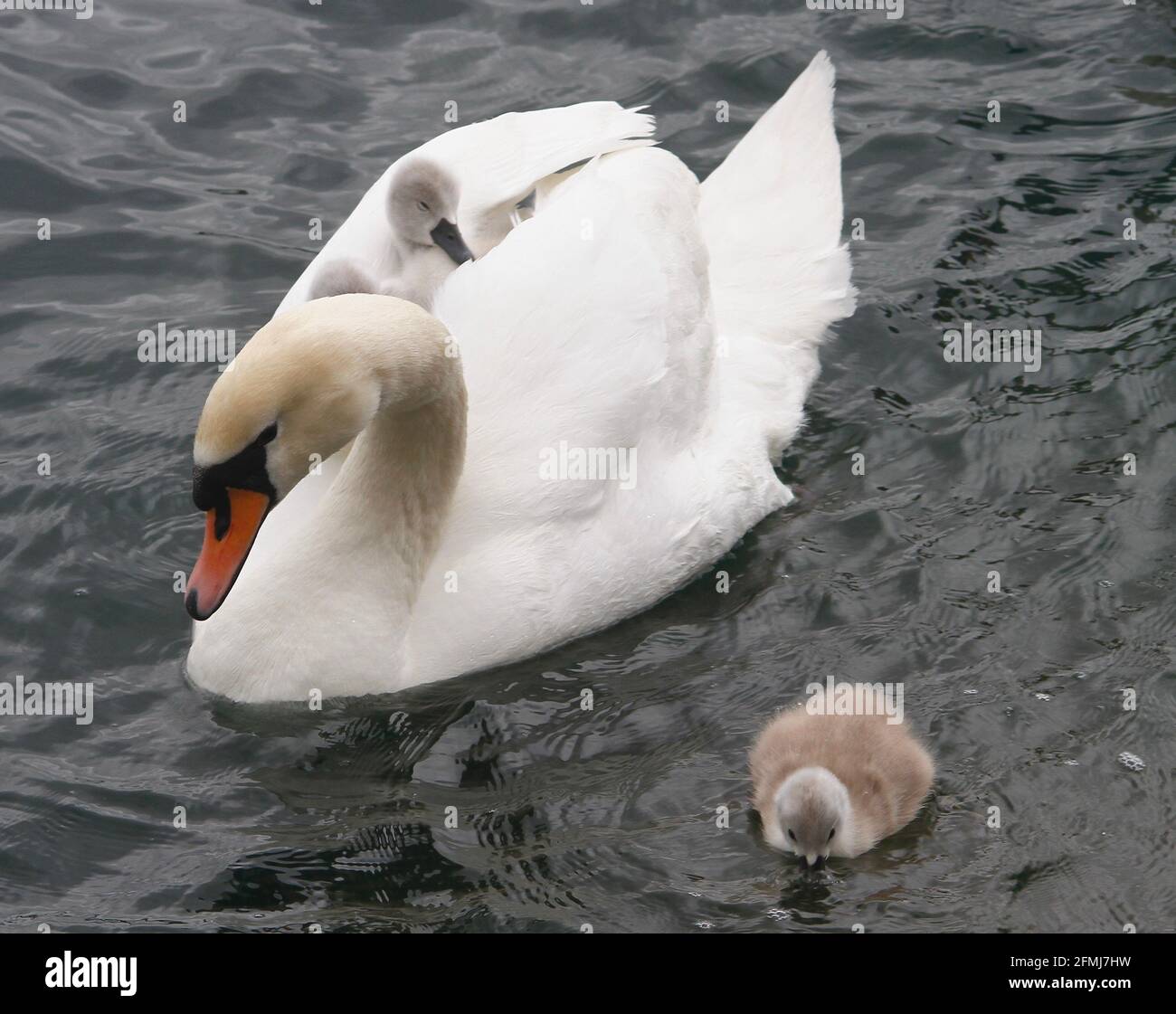 Swan carrying its young on her back Stock Photo - Alamy