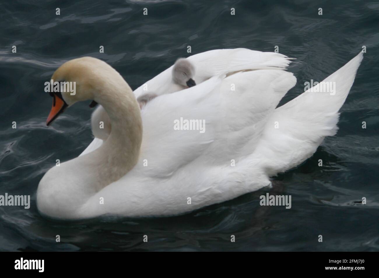 Mother swan carrying her babies on her back hi-res stock photography ...