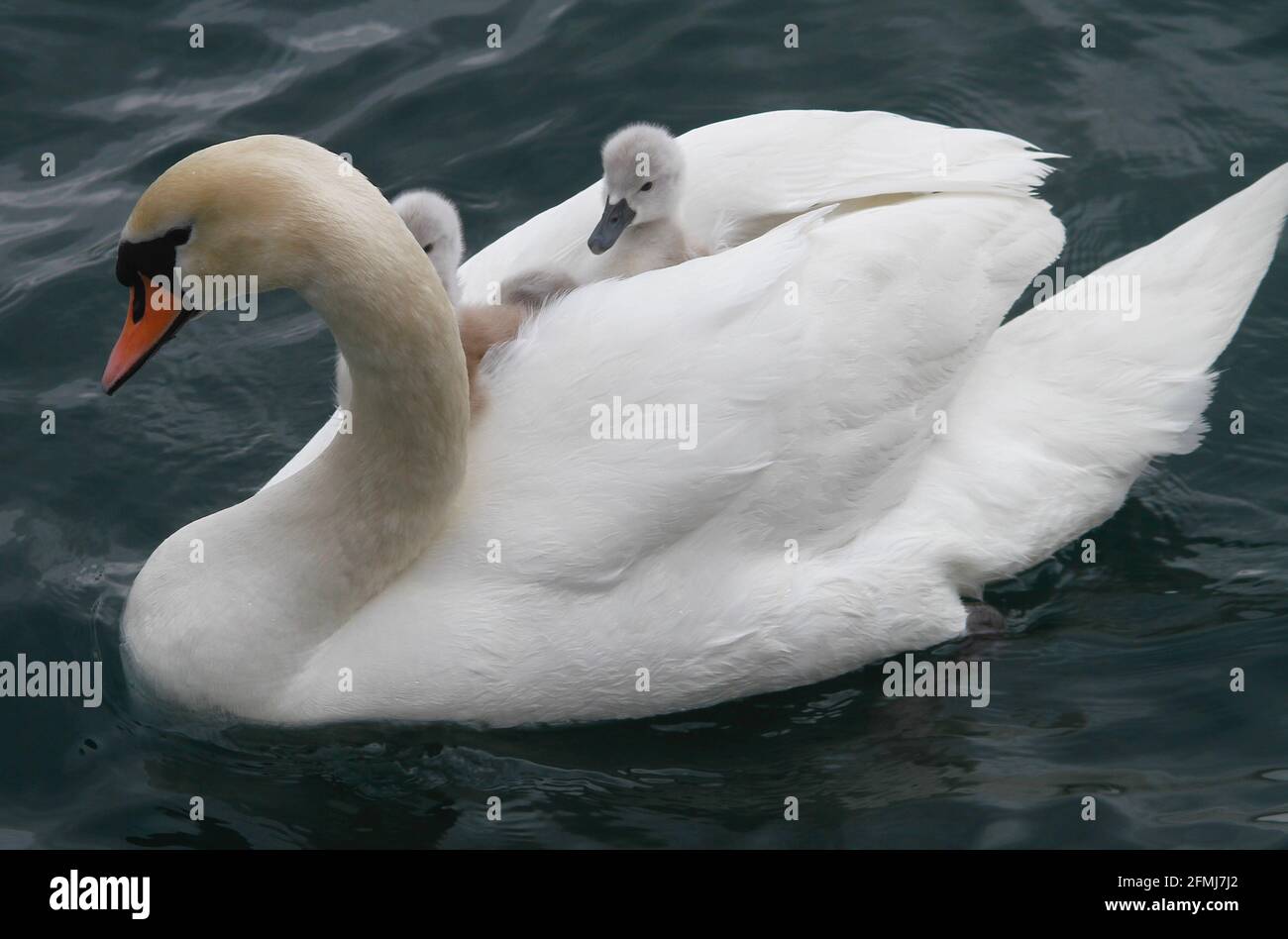 Swan carrying its young on her back Stock Photo - Alamy