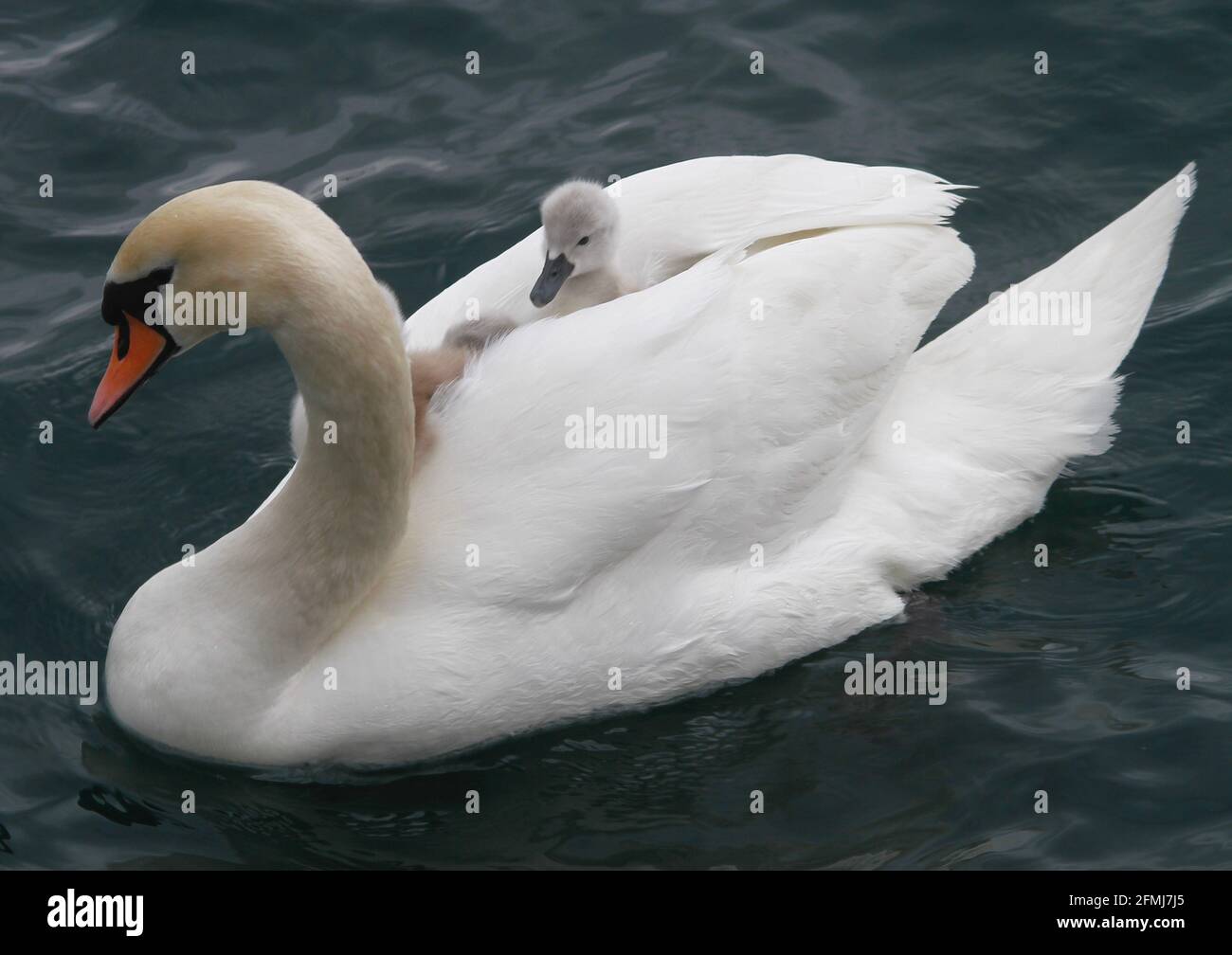 Mother swan carrying her babies on her back hi-res stock photography ...
