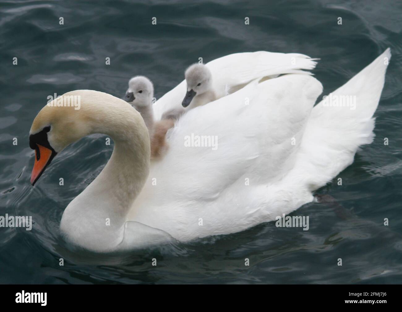 Mother swan carrying her babies on her back hi-res stock photography ...