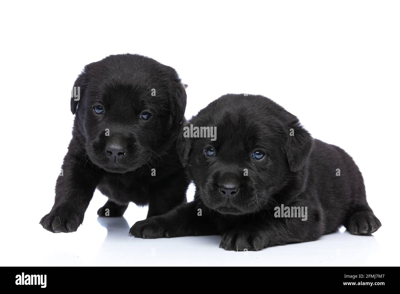 beautiful small labrador retriever puppies sitting and standing ...