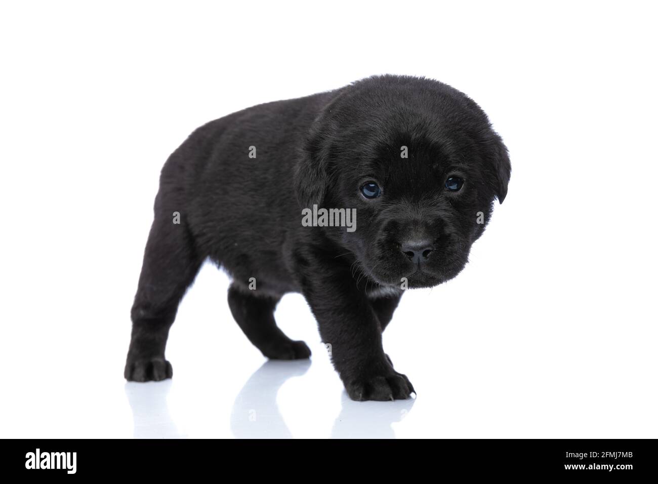sweet black labrador retriever puppy walking in a timid manner in ...