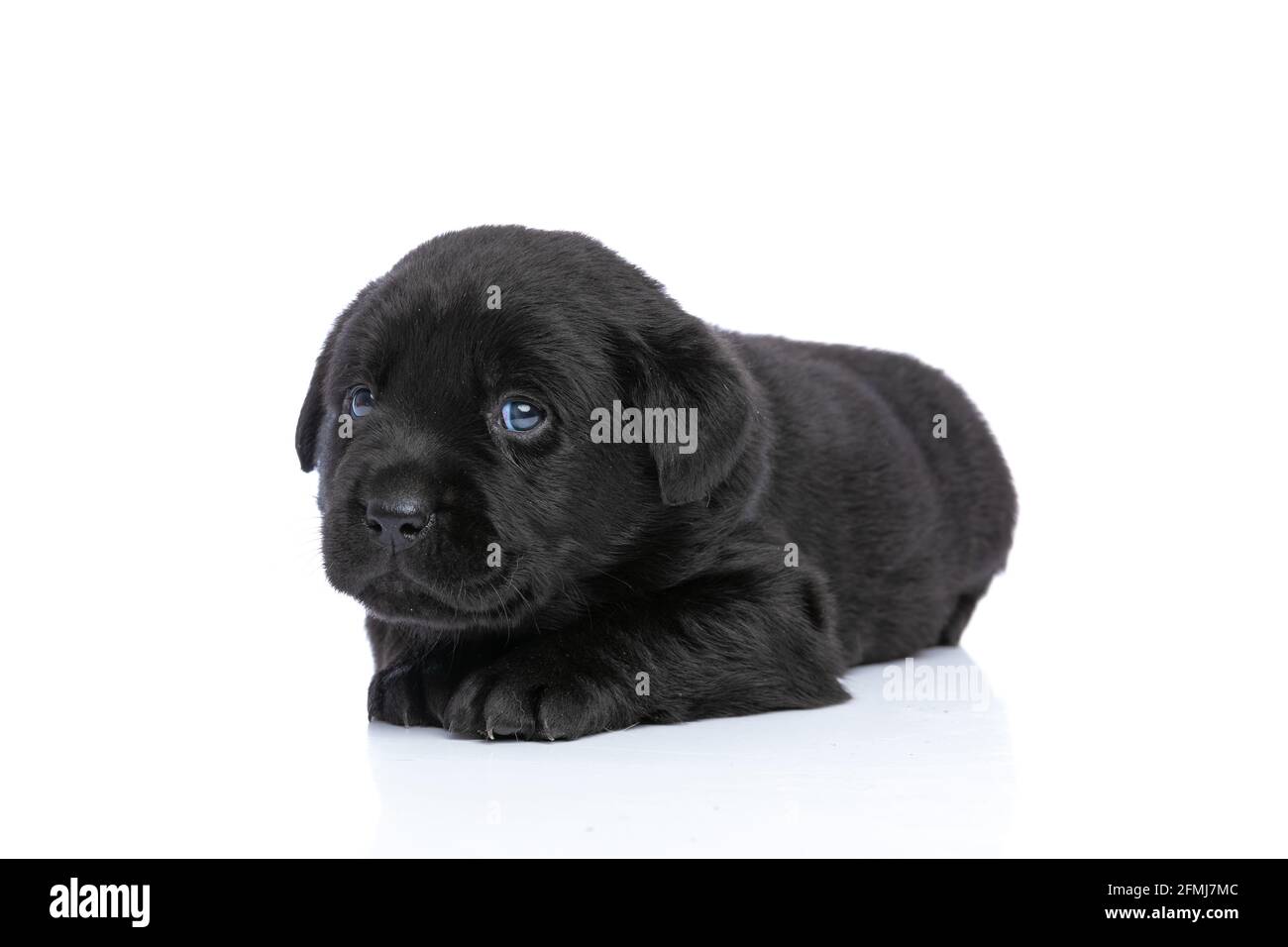 precious little labrador retriever puppy looking to side in a scared ...