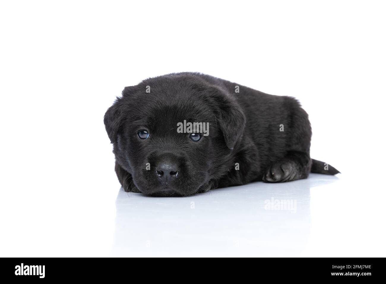 adorable little labrador retriever puppy laying down and resting in ...