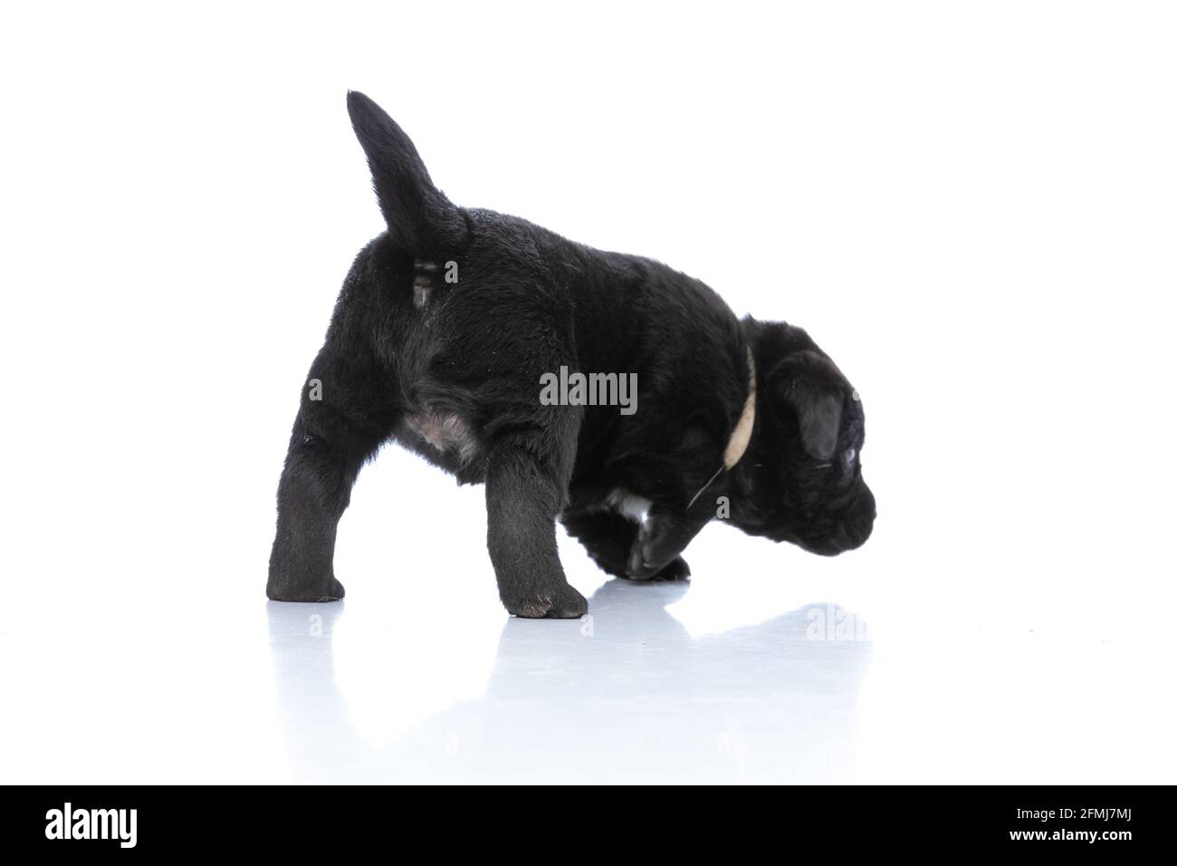 back view of little labrador retriever dog with collar looking around ...