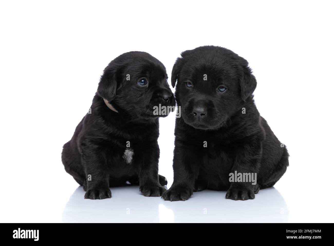 cute loving couple of labrador retriever puppies sitting and looking to ...