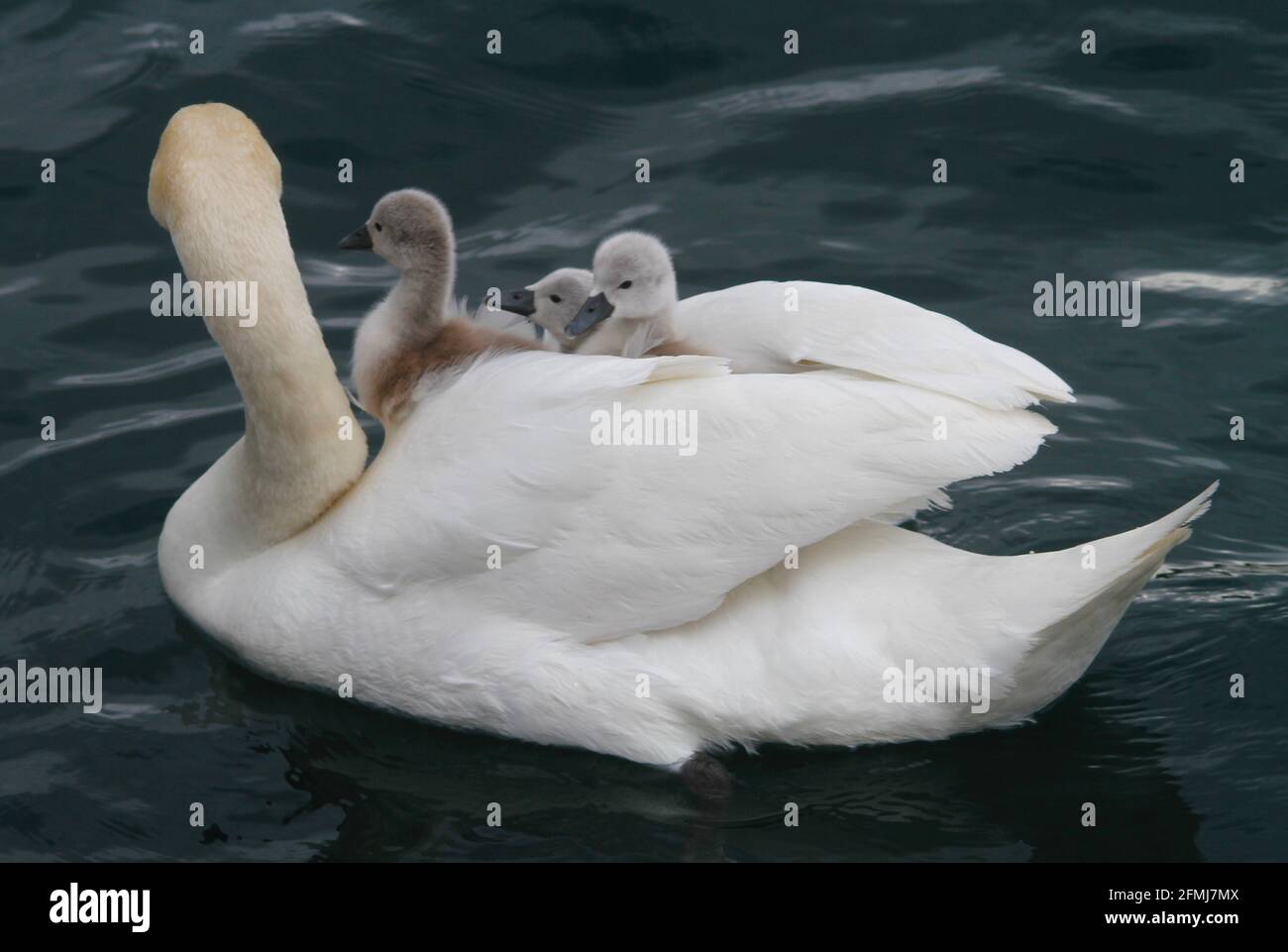 Swan carrying its young on her back Stock Photo - Alamy