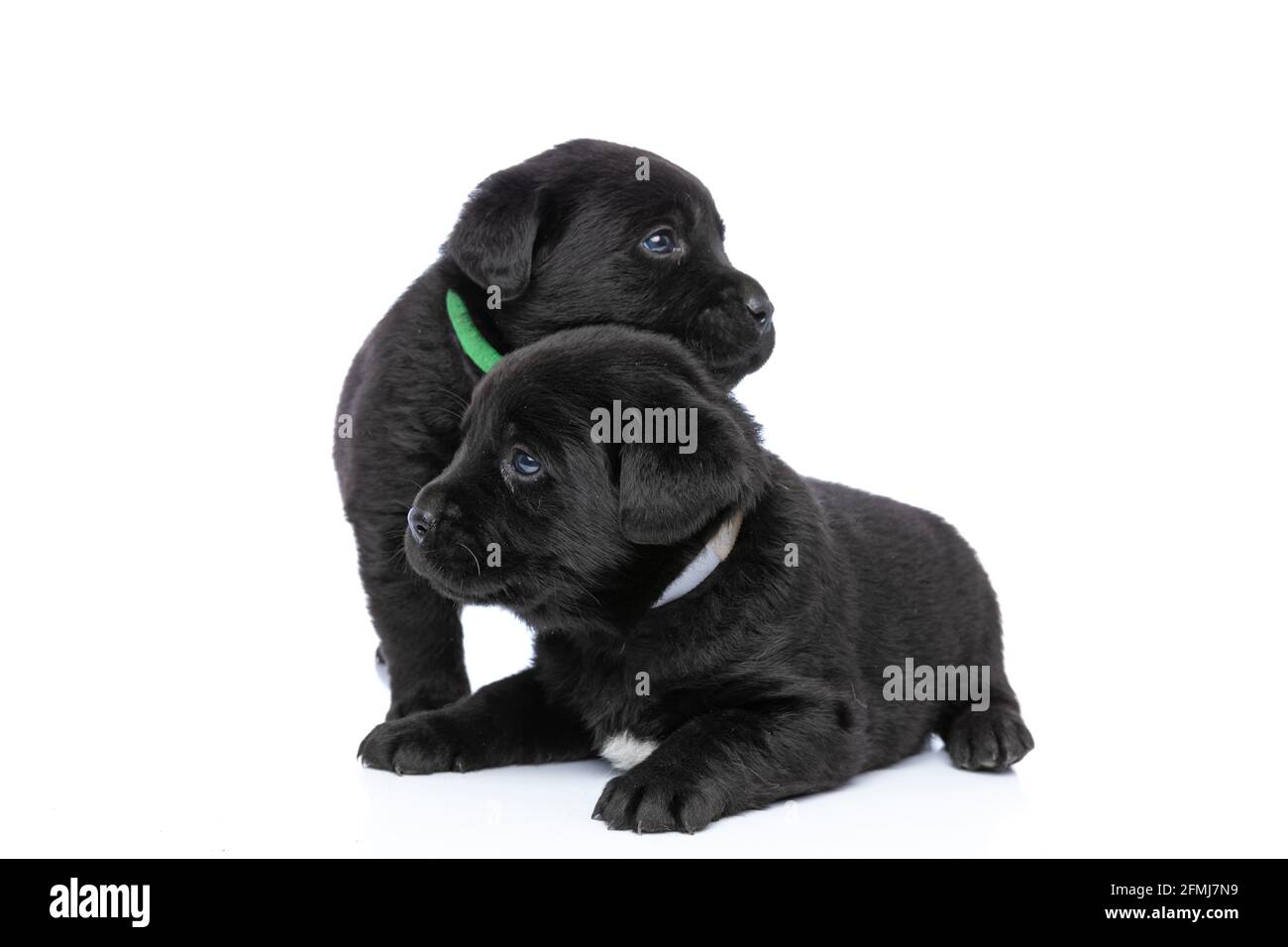 sweet couple of two labrador retriever puppies hugging and cuddling ...