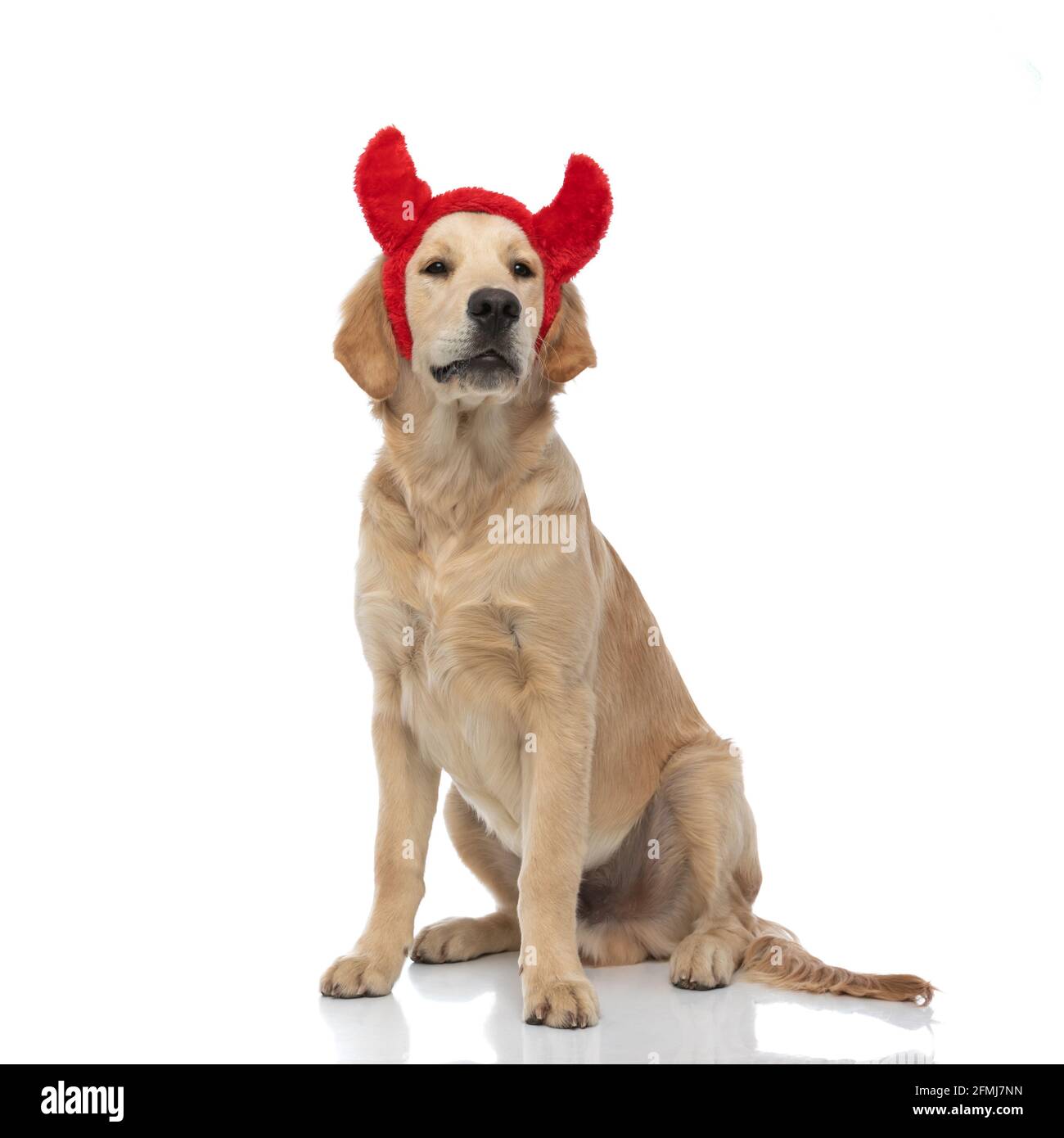 cute golden retriever dog proud to wear his devil horns against white ...
