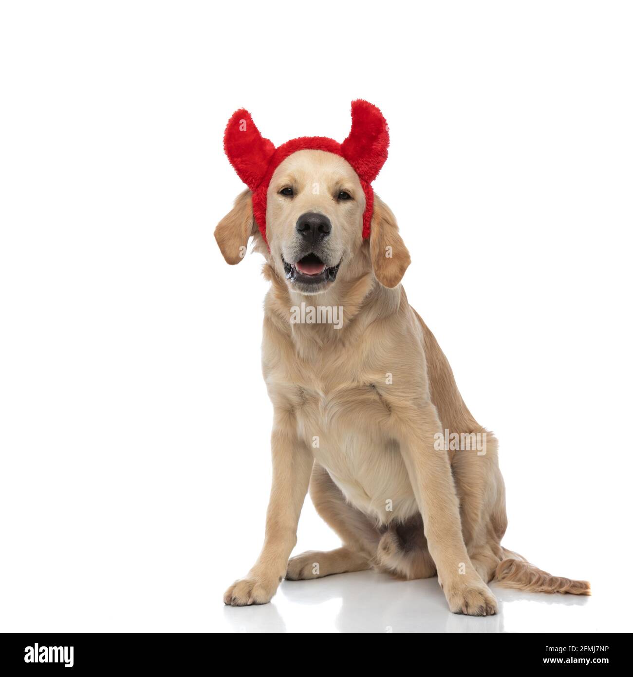 cute golden retriever dog wearing devil horns, panting and sitting on ...