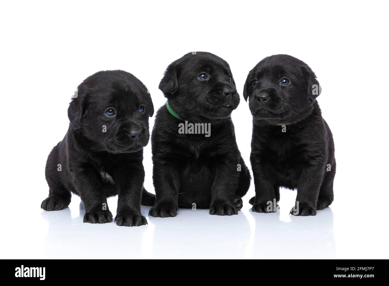 Labrador puppies different colours hi-res stock photography and images ...