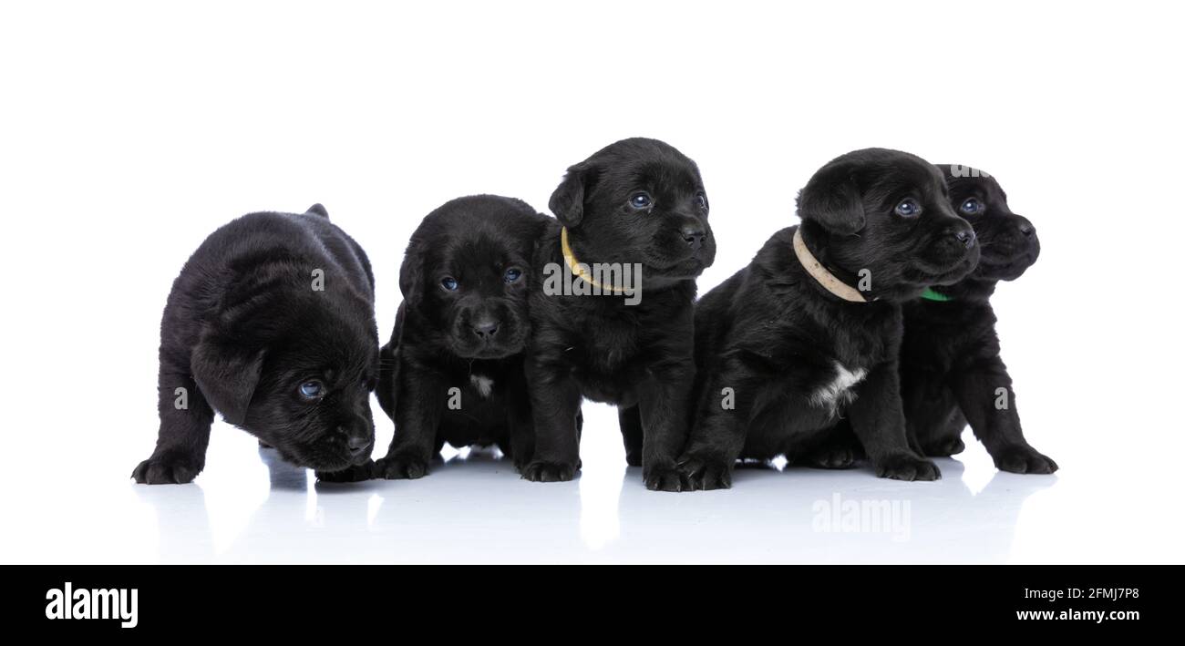 adorable labrador retriever puppies with collars looking up and side ...