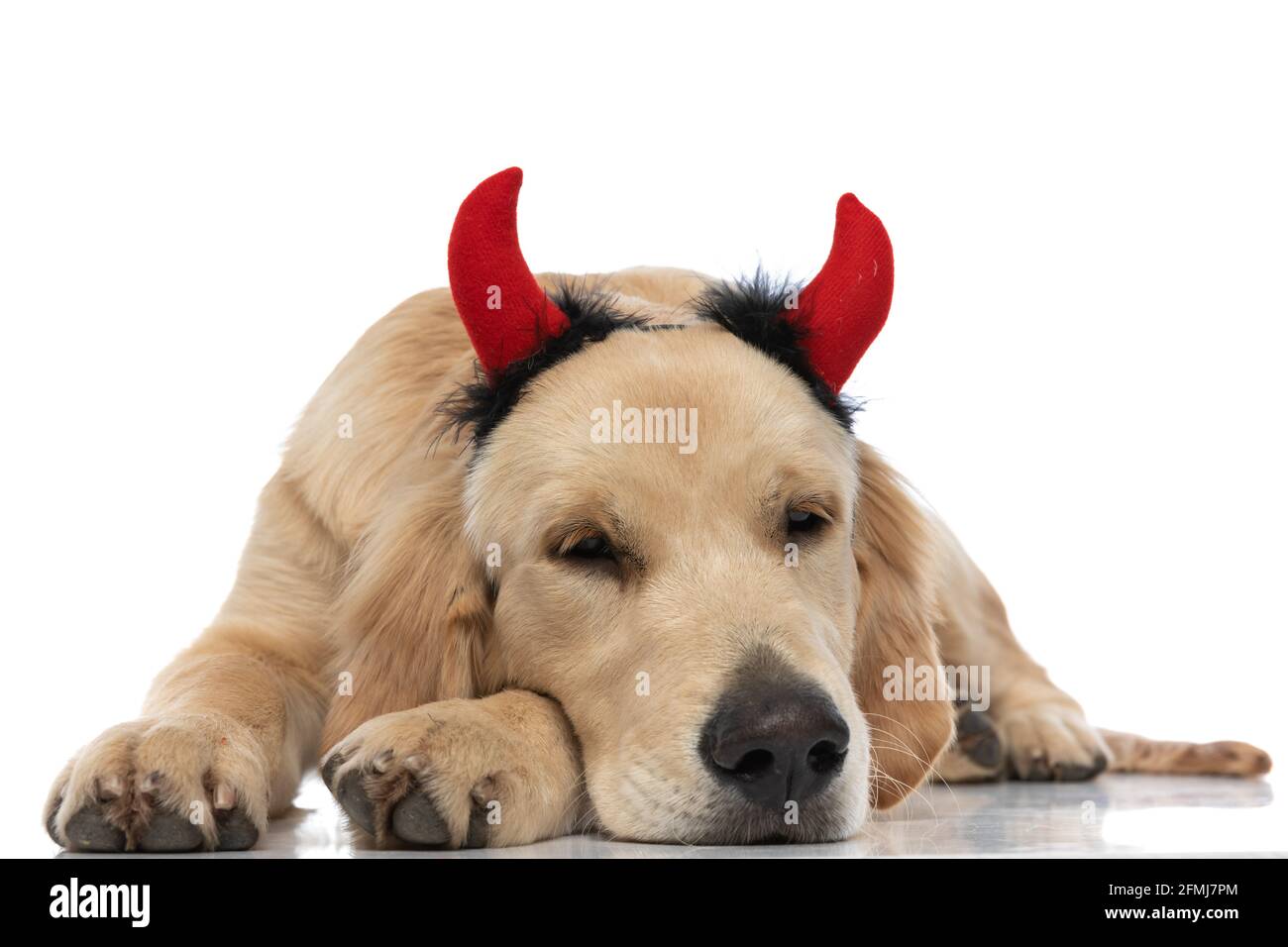 cute golden retriever dog wearing devil horns and resting on his paw ...
