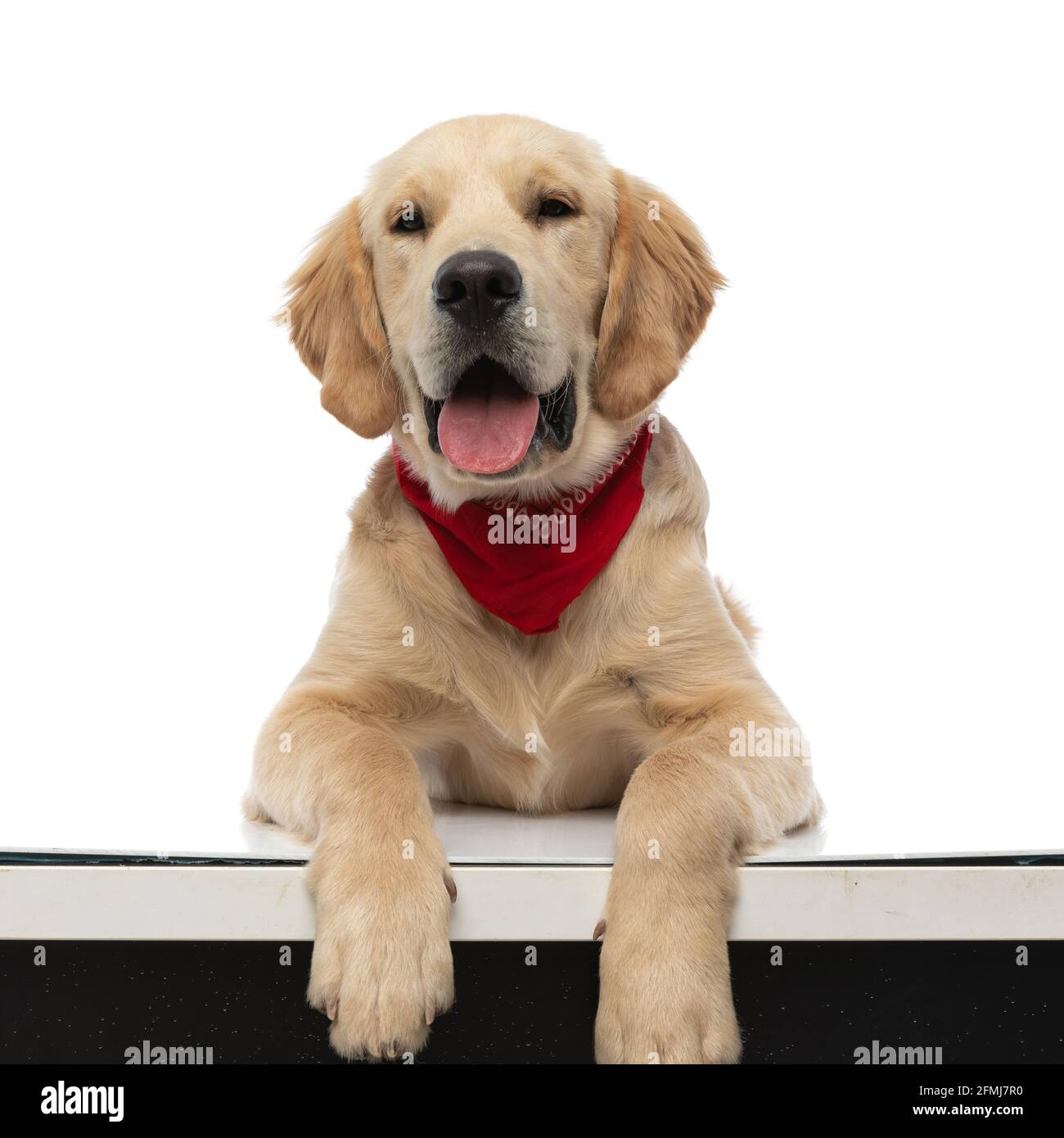 adorable golden retriever dog lying down on a table, sticking his ...