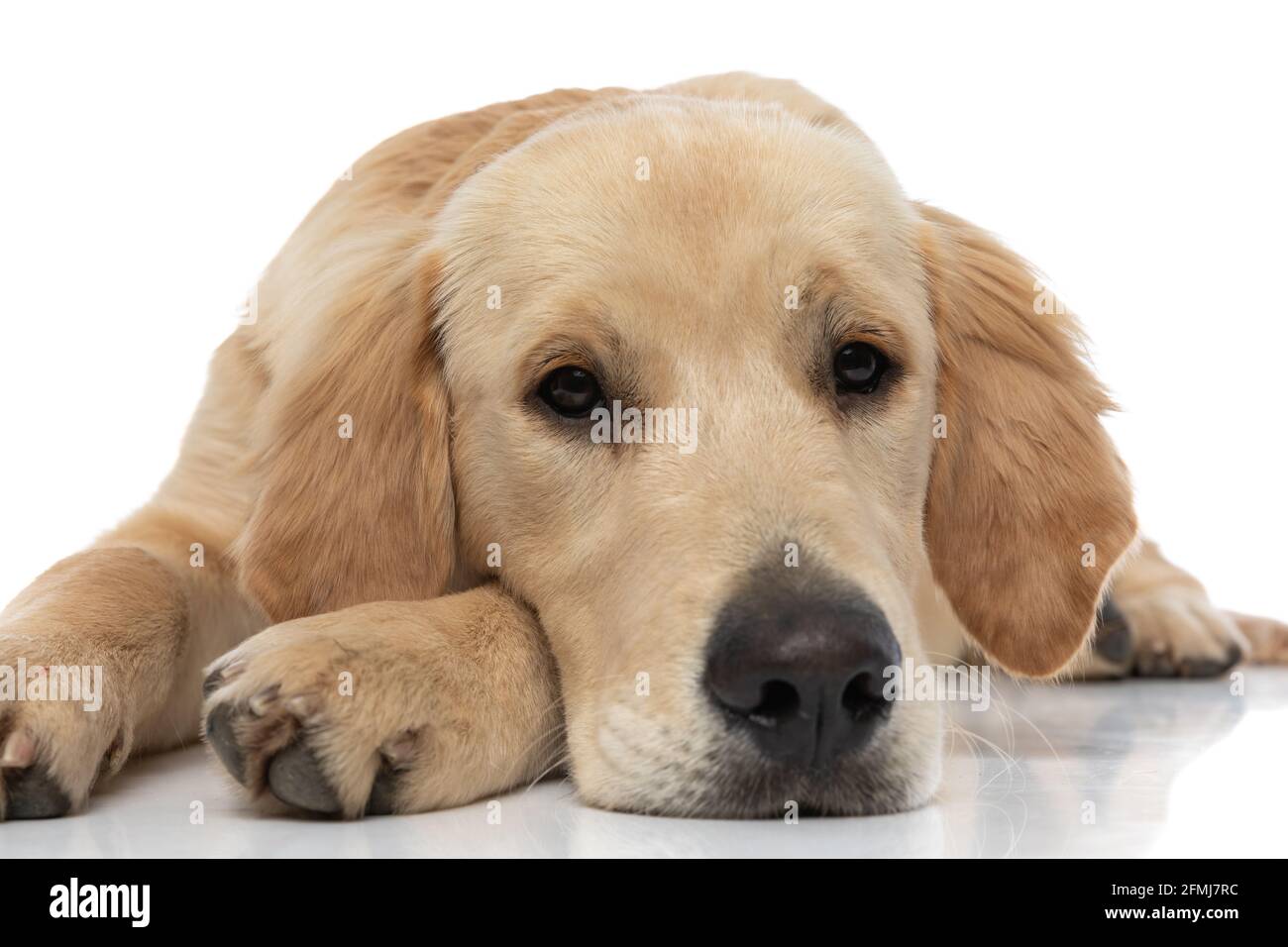 adorable golden retriever dog resting his head on his paw against white ...