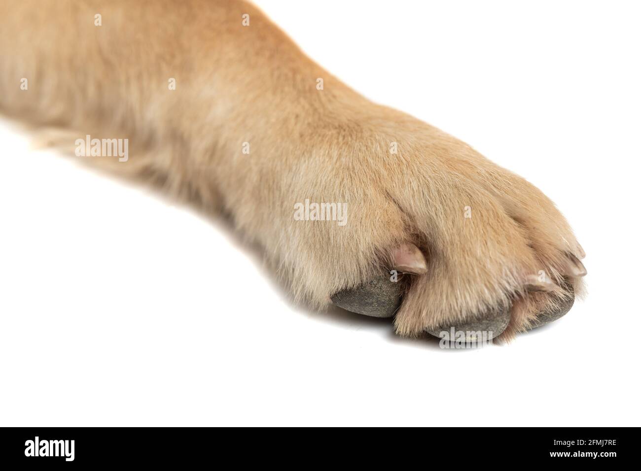 closeup on a golden retriever dog's paw showing his claws against white ...