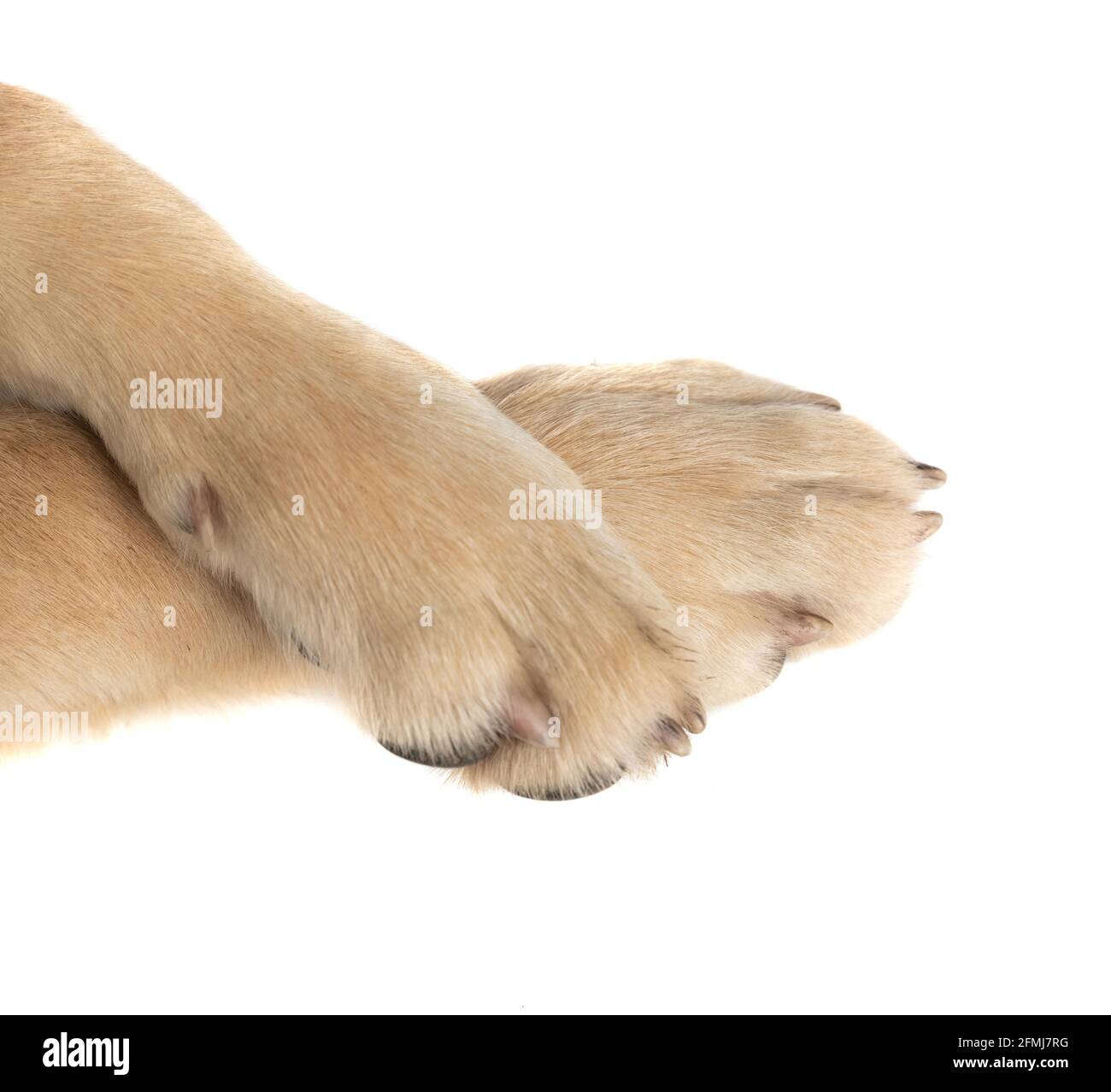 set of two golden retriever dog crossed paws have been photographed ...