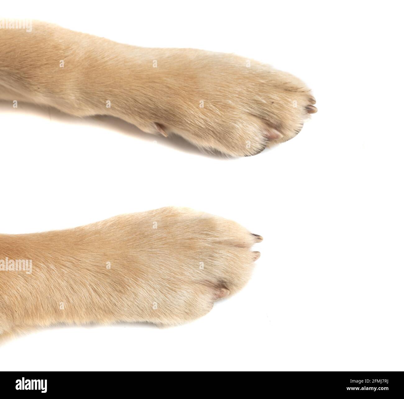 close up on two paws of a golden retriever dog standing against white ...
