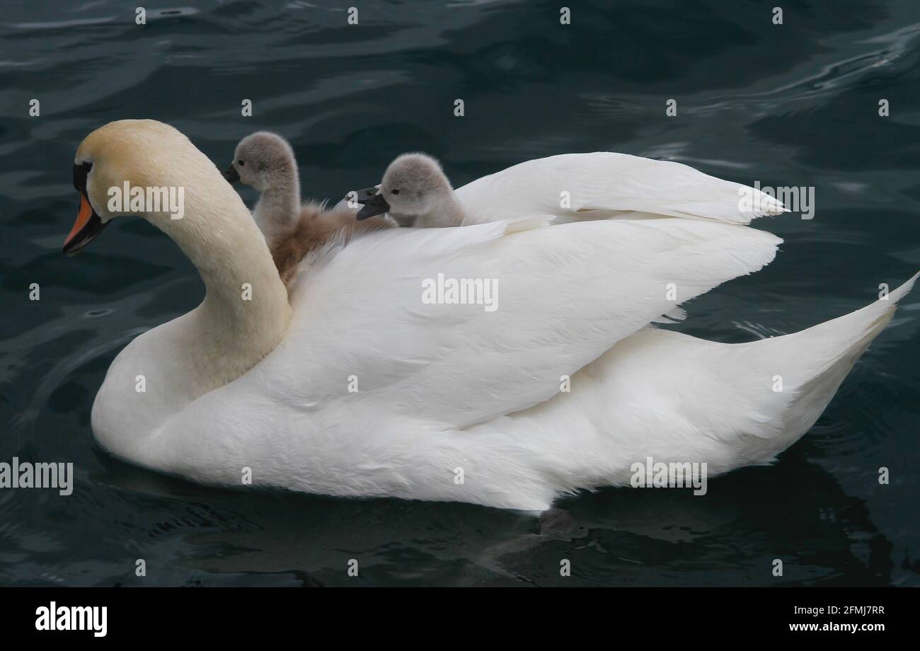 Swan carrying its young on her back Stock Photo - Alamy