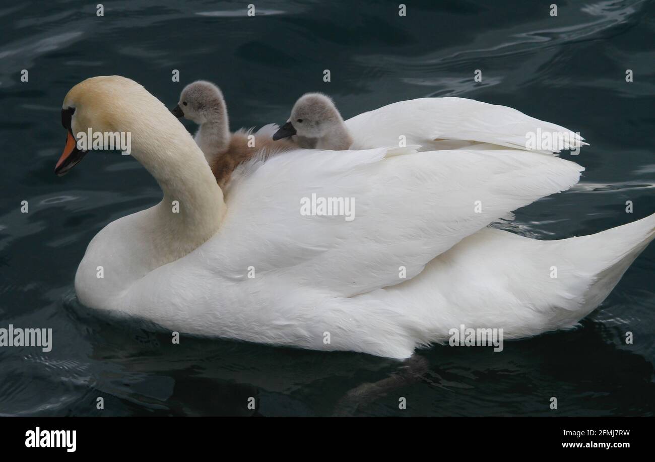 Mother swan carrying her babies on her back hi-res stock photography ...