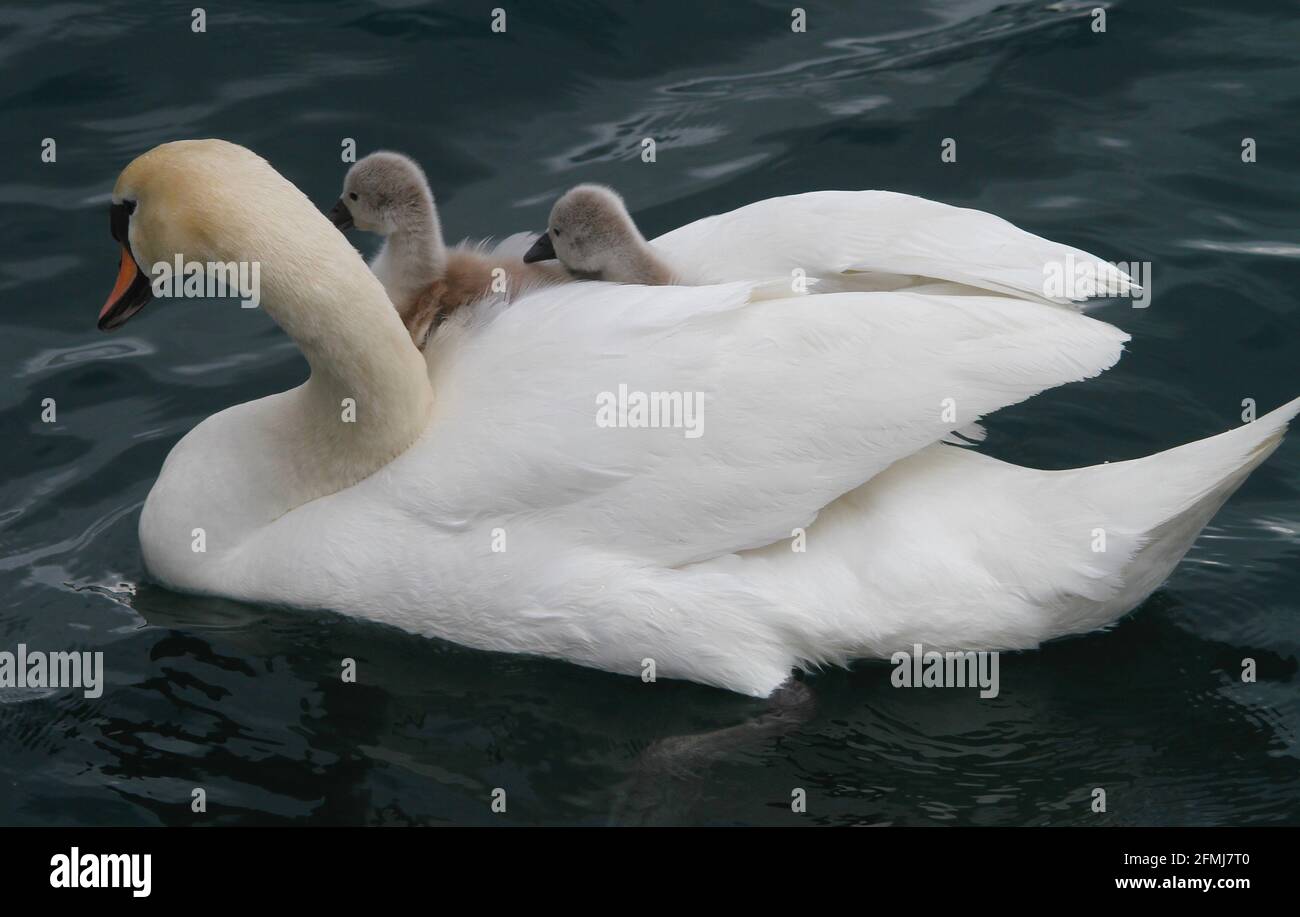 Mother swan carrying her babies on her back hi-res stock photography ...