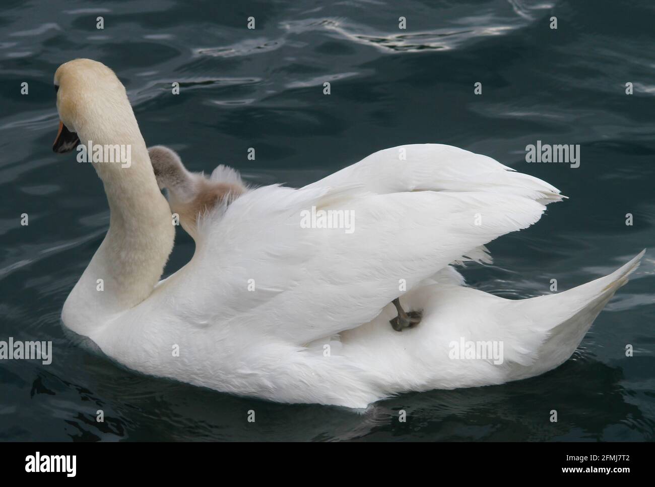 Swan carrying its young on her back Stock Photo - Alamy