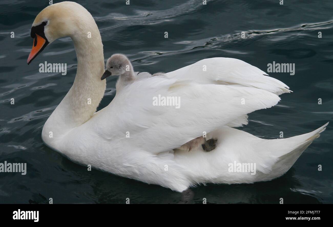 Swan carrying its young on her back Stock Photo - Alamy