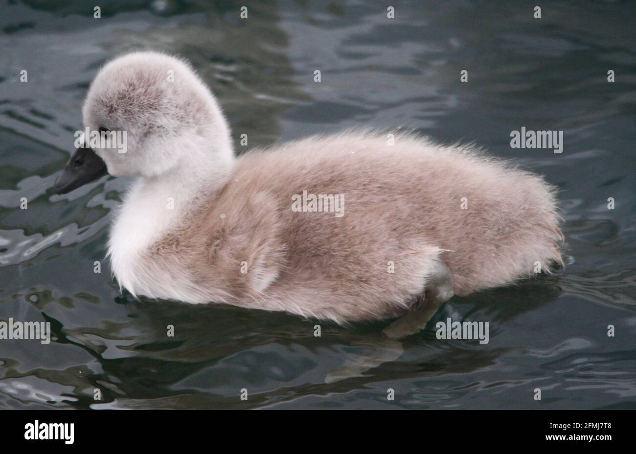 Swan carrying its young on her back Stock Photo - Alamy
