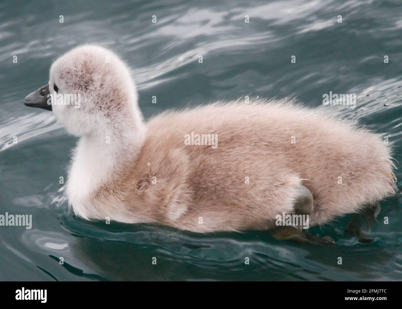 Swan carrying its young on her back Stock Photo - Alamy