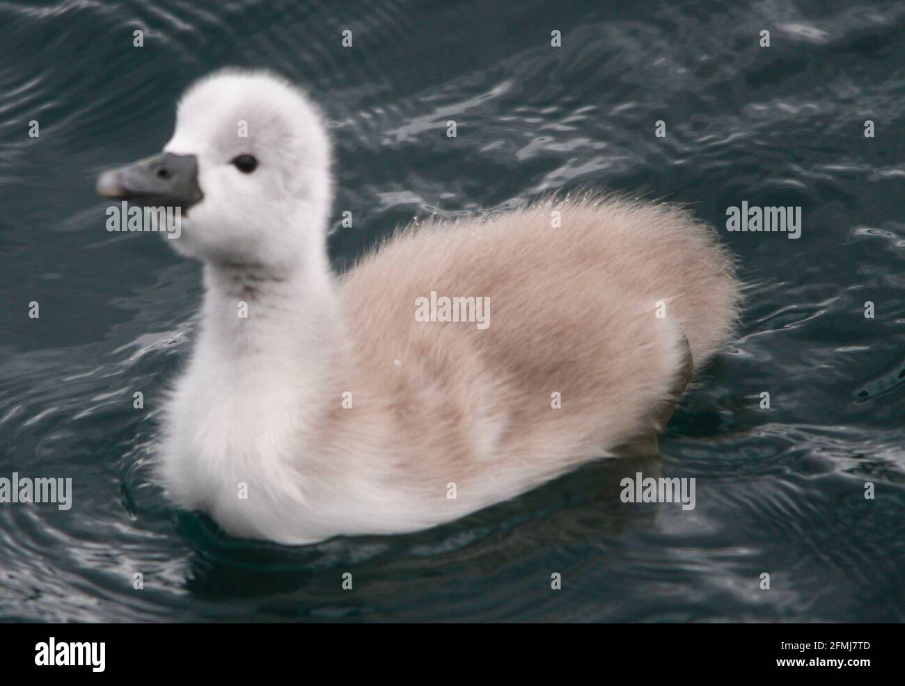 Swan carrying its young on her back Stock Photo - Alamy