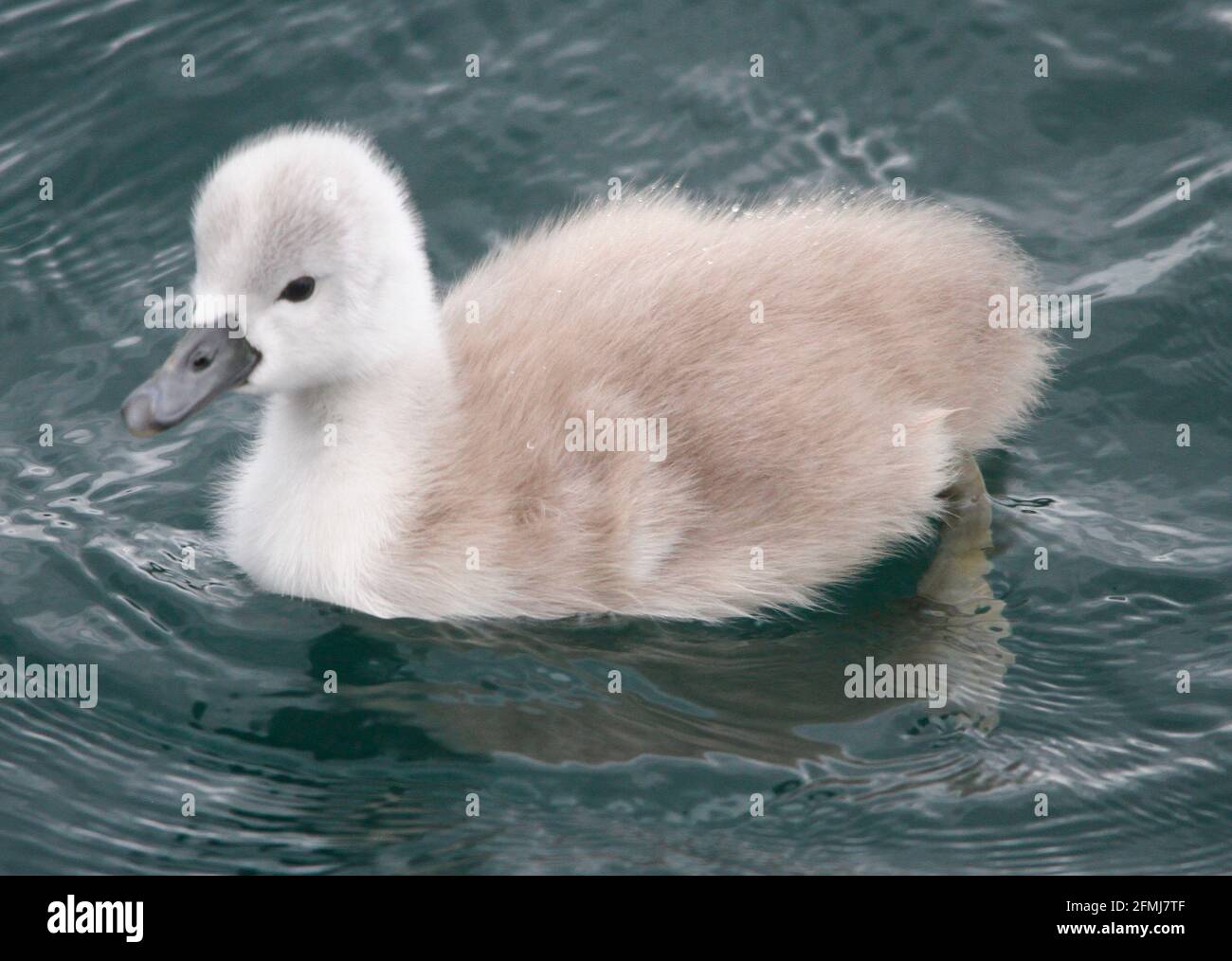 Swan carrying its young on her back Stock Photo - Alamy