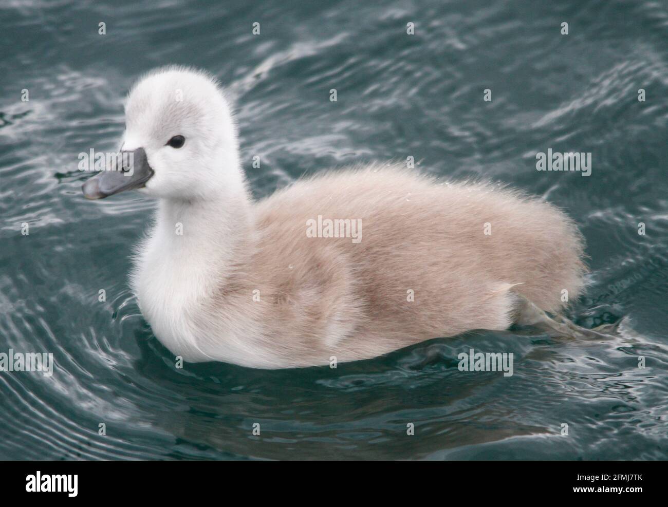 Swan carrying its young on her back Stock Photo - Alamy