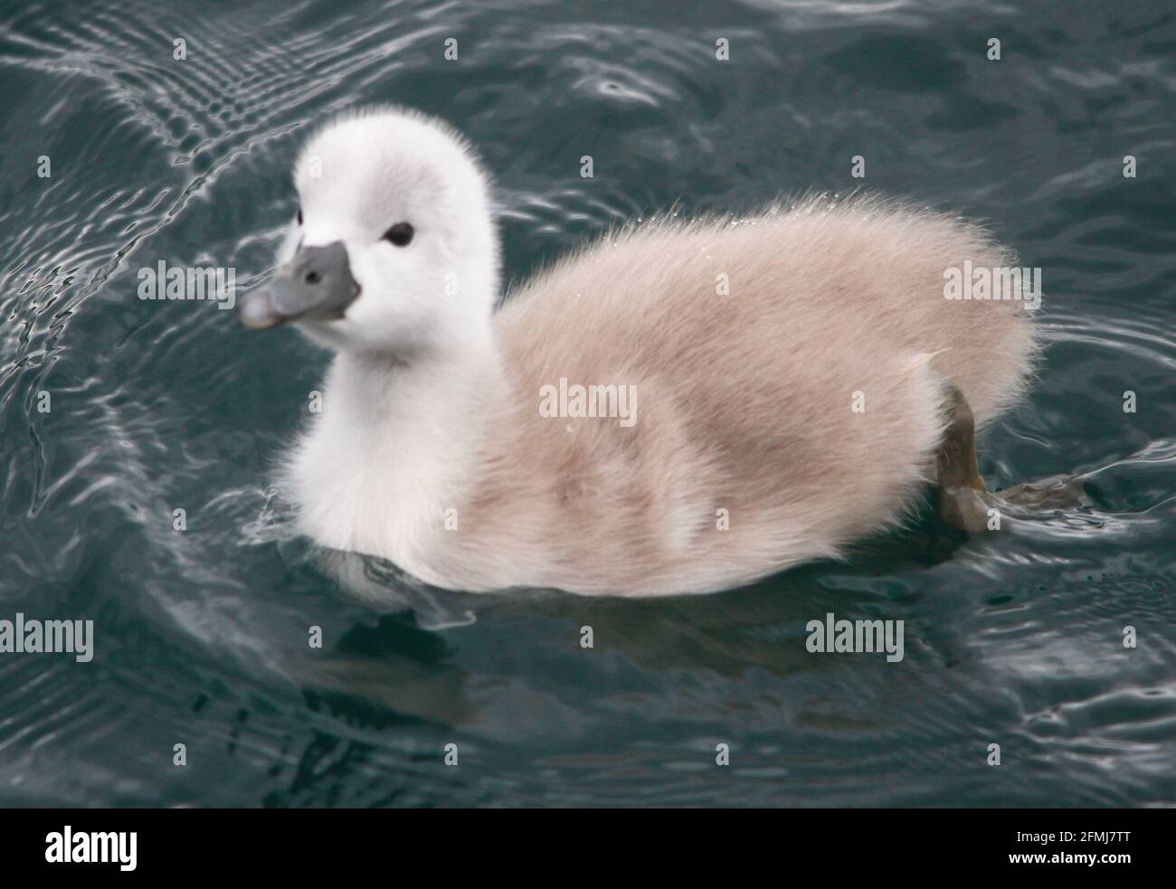 Swan carrying its young on her back Stock Photo - Alamy
