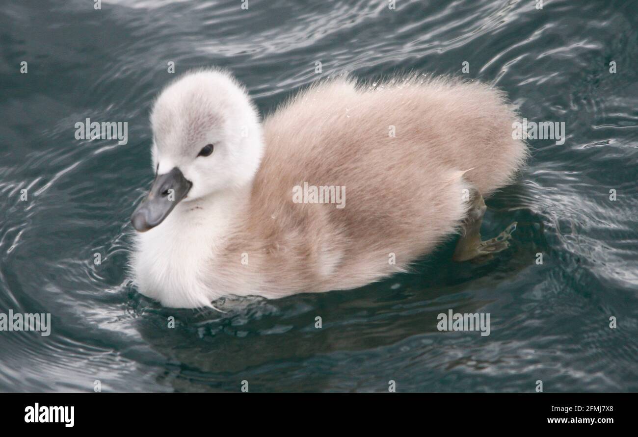 Swan carrying its young on her back Stock Photo - Alamy