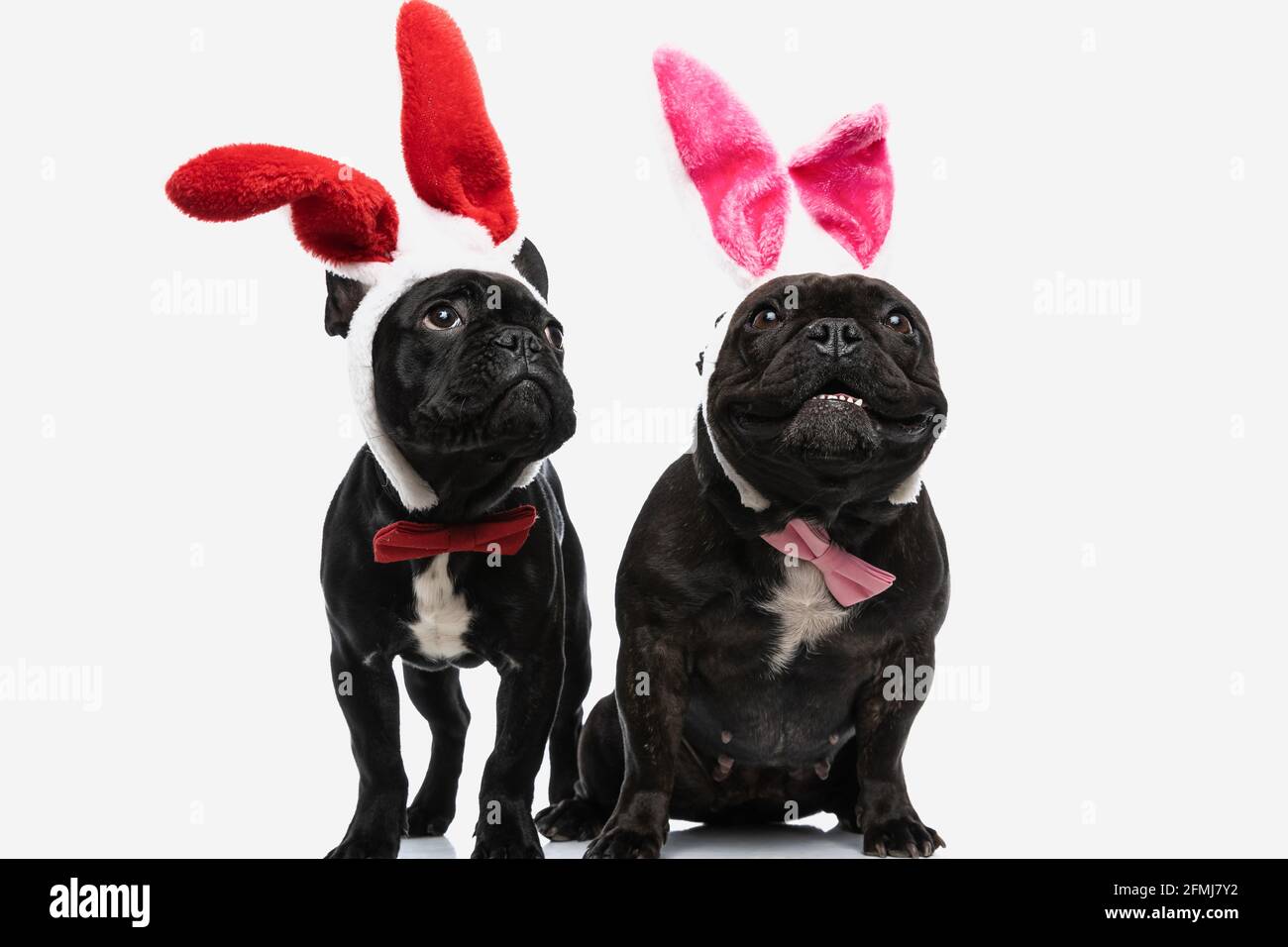 two beautiful french bulldog dogs with bunny ears dreaming and looking ...