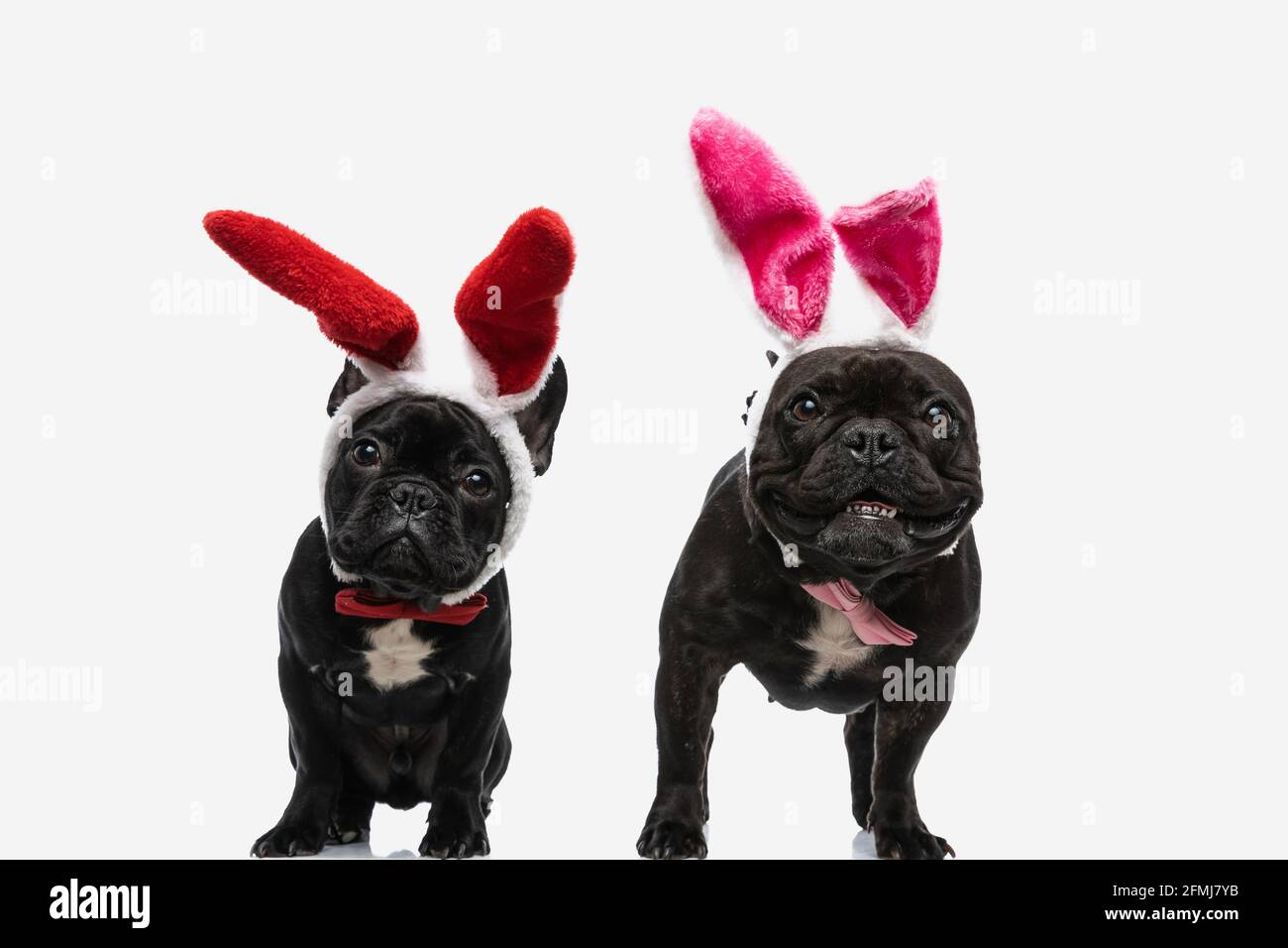 two sweet french bulldog dogs with bunny ears are panting and felling ...