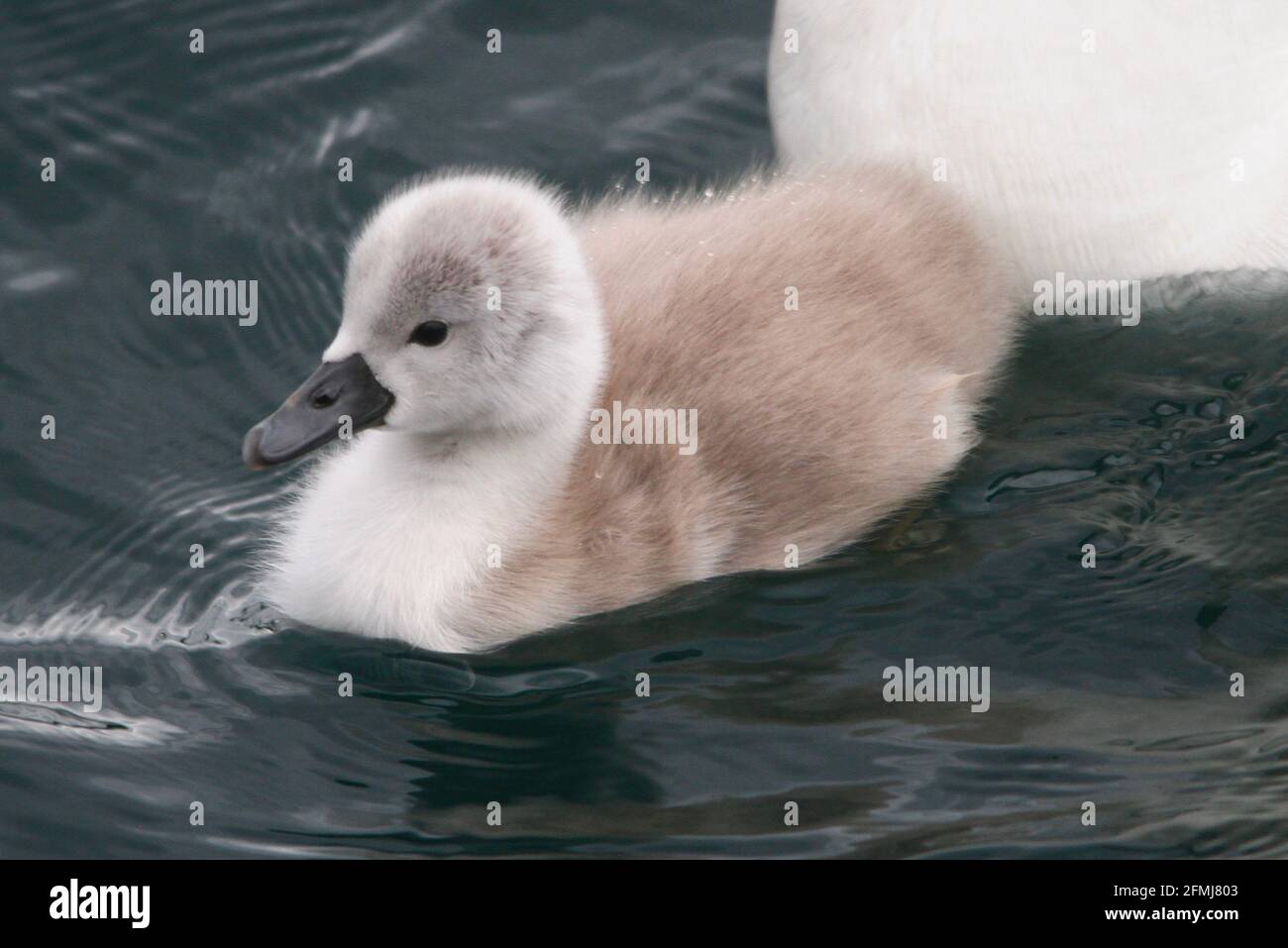 Swan carrying its young on her back Stock Photo - Alamy